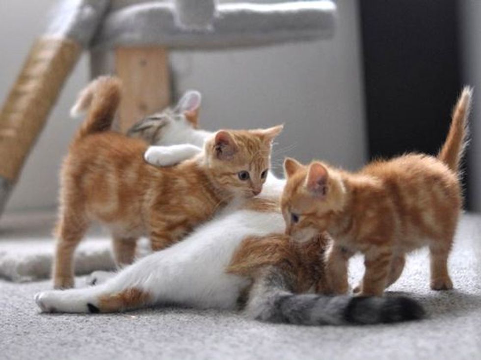 Rescue Feral Ginger Kittens Get New Surrogate Mom - Love Meow