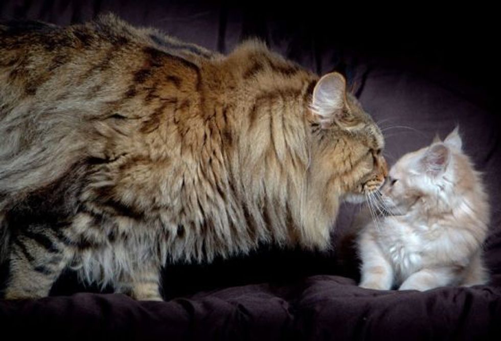 Rupert the Giant Cat - Love Meow