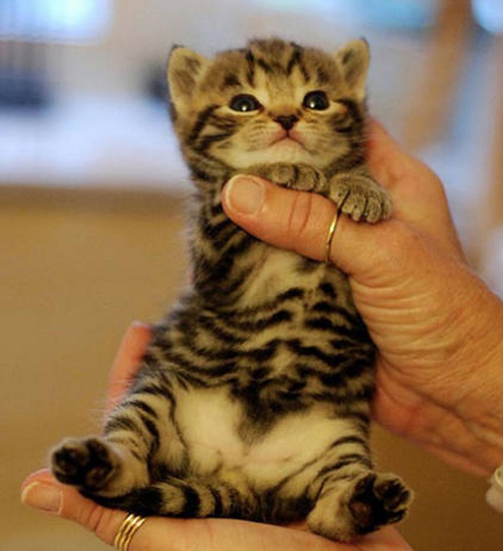 Meet Lancia the Tabby - Love Meow