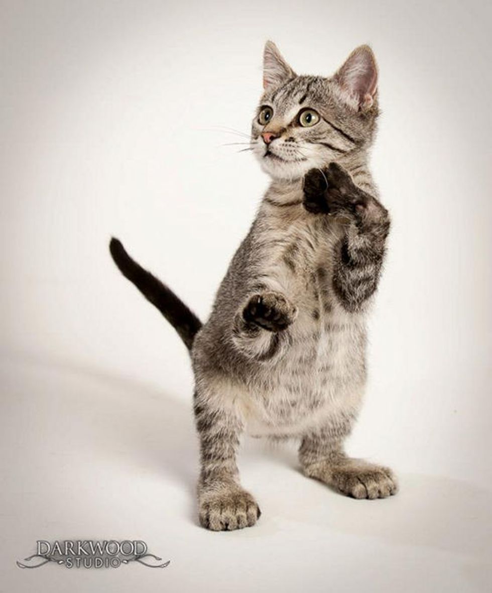 Pip the Wonder Kitty Meets Izzy the Kitten: Both Special in a Similar ...