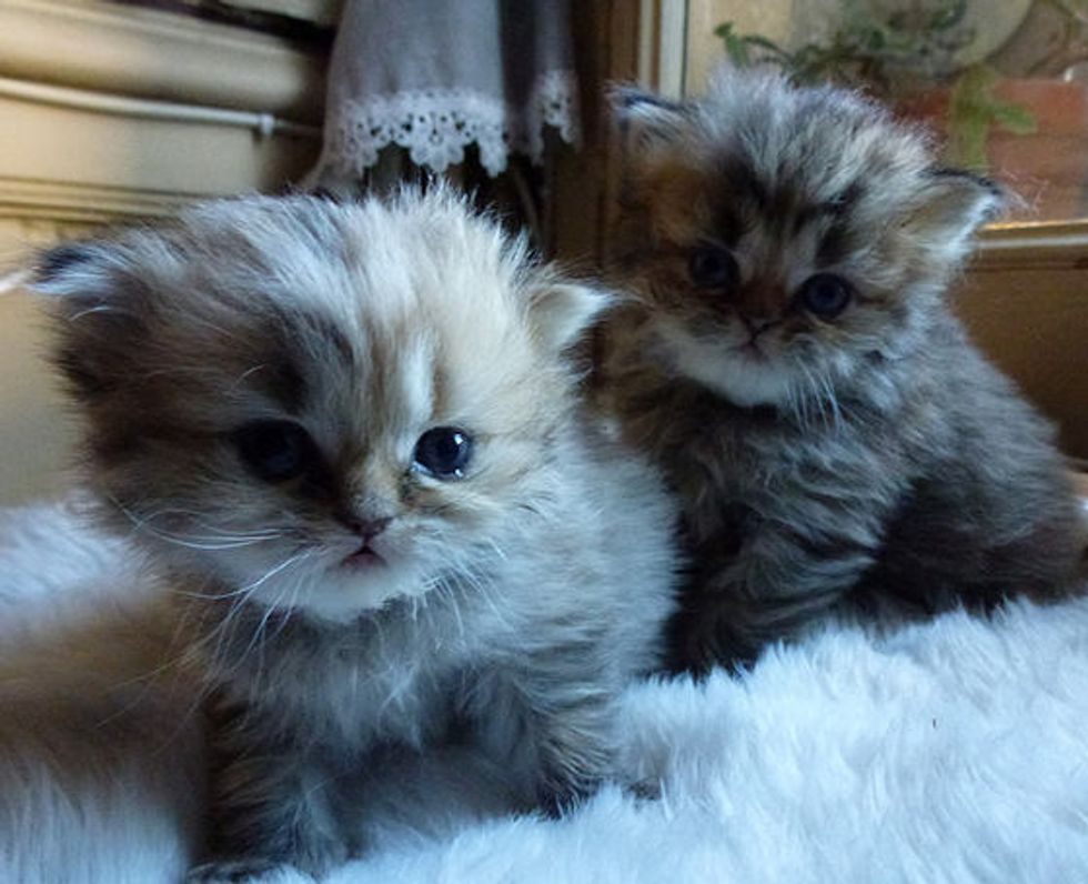 Fluffy Kitty Duo - Love Meow