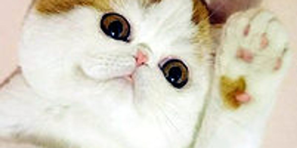 Snoopy the Cat, New Internet Sensation - Love Meow
