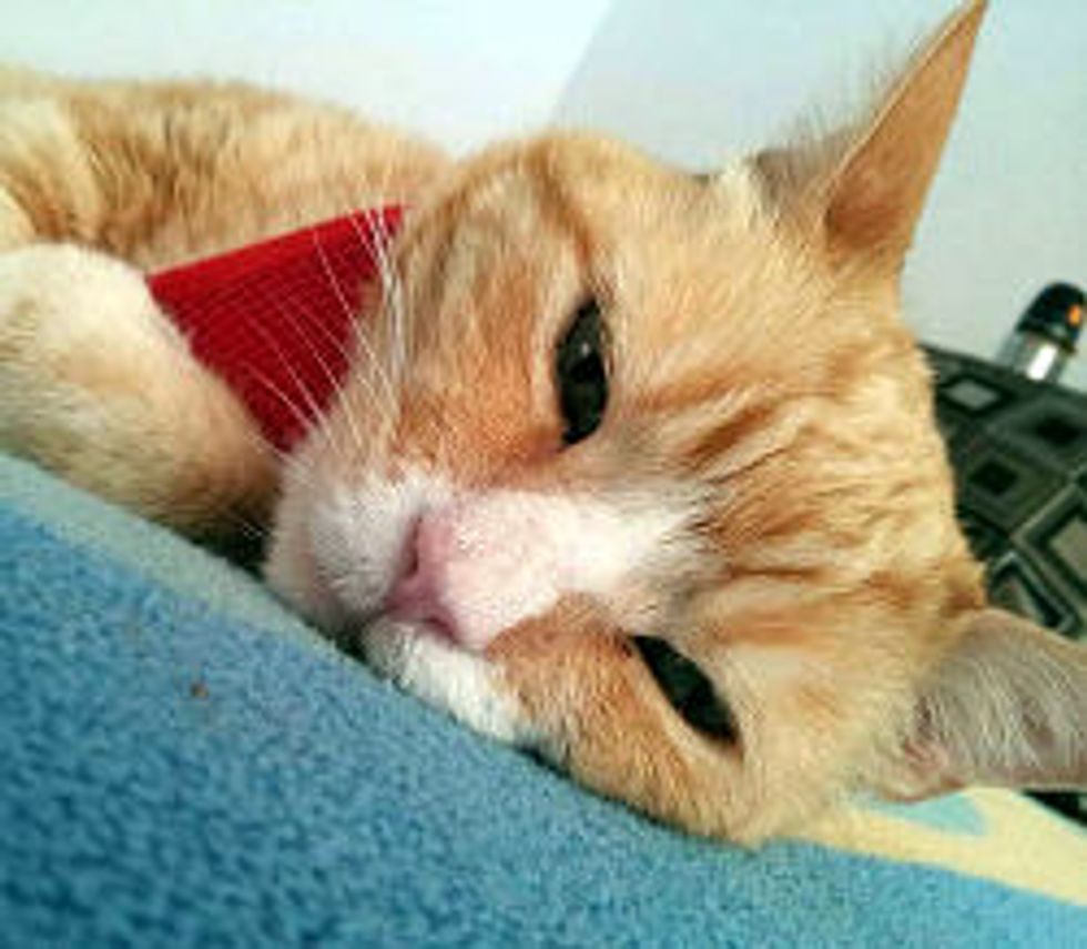 Bogey the Cat with Forgiving Spirit, Turns Past into Helping Children ...