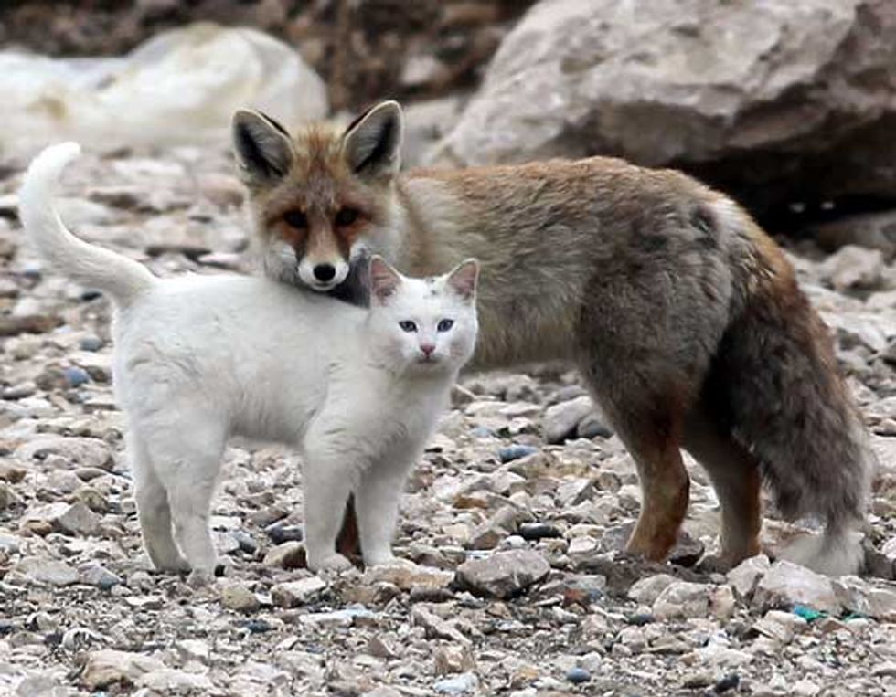 Cat and Fox: Unlikely Friendship - Love Meow