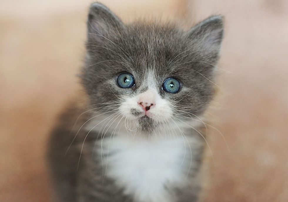 Kitty Born to Rescue Cat: Then and Now - Love Meow