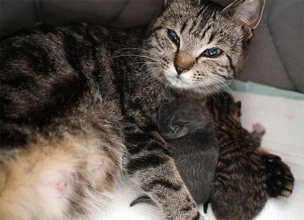 Stray Tabby Cat Chooses a Man to Help Her Raise Her Two Tiny Babies ...