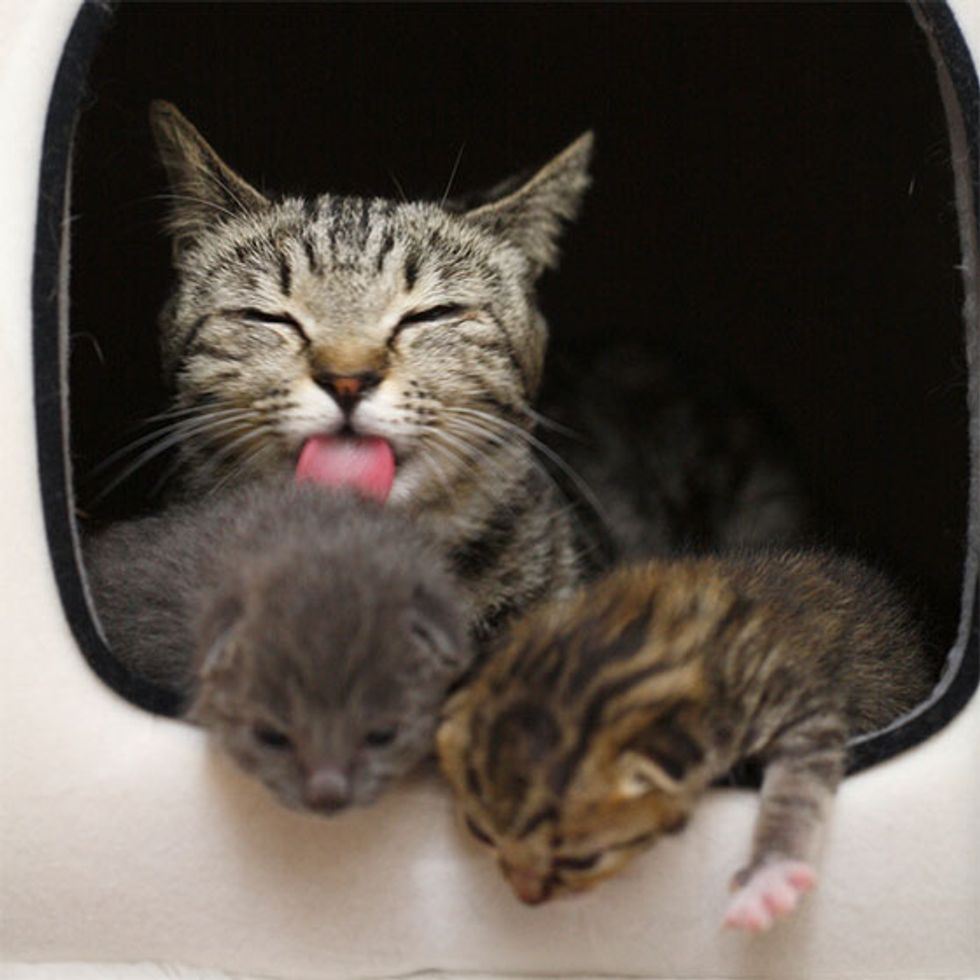 Stray Tabby Cat Chooses a Man to Help Her Raise Her Two Tiny Babies ...
