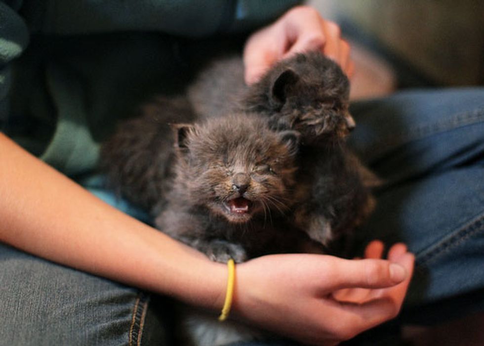 Six Furry Little Souls from Goopy Eyes to Forever Homes - Love Meow