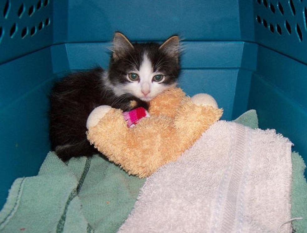 Journey of 2 Legged Cat Anakin Born Without Back Legs (Then & Now ...