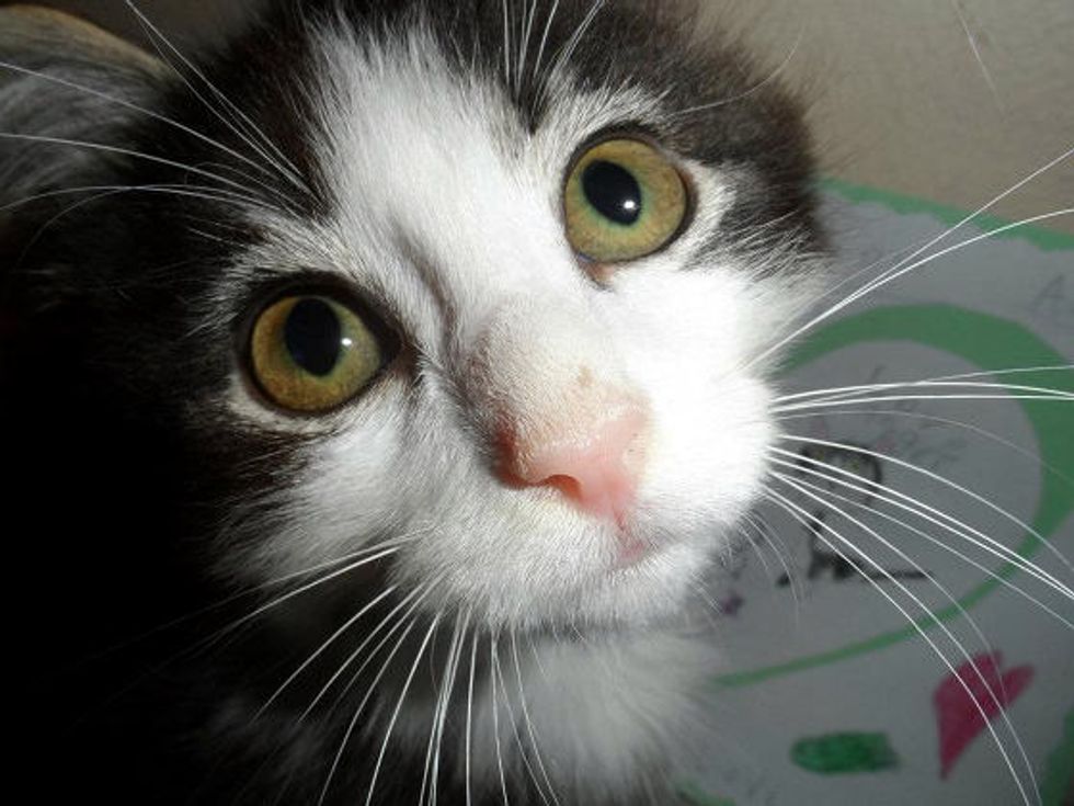 Journey of 2 Legged Cat Anakin Born Without Back Legs (Then & Now ...