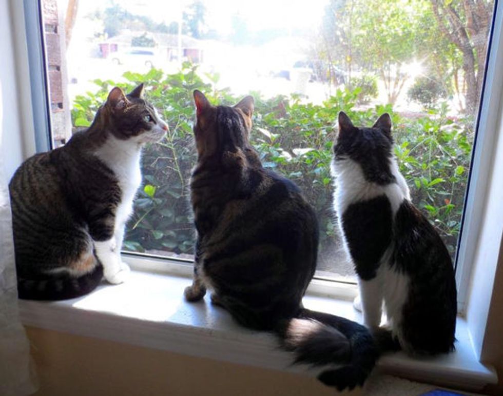 Journey of 2 Legged Cat Anakin Born Without Back Legs (Then & Now ...