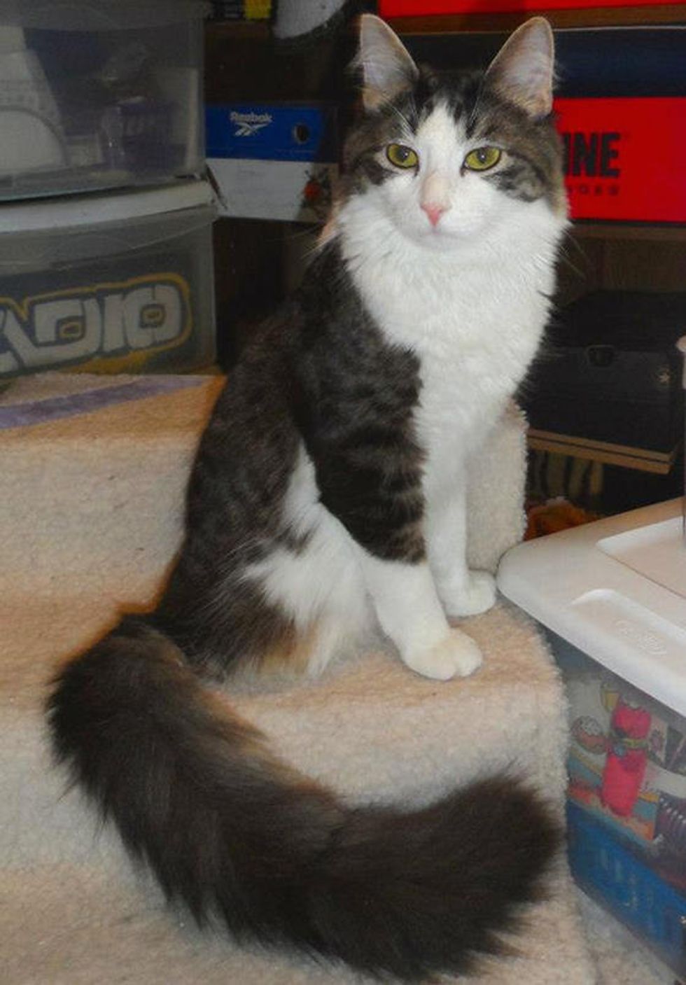 Journey of 2 Legged Cat Anakin Born Without Back Legs (Then & Now ...