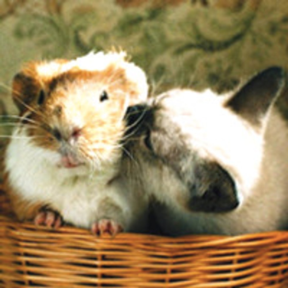 Friendship of Kitty and Guinea Pig - Love Meow