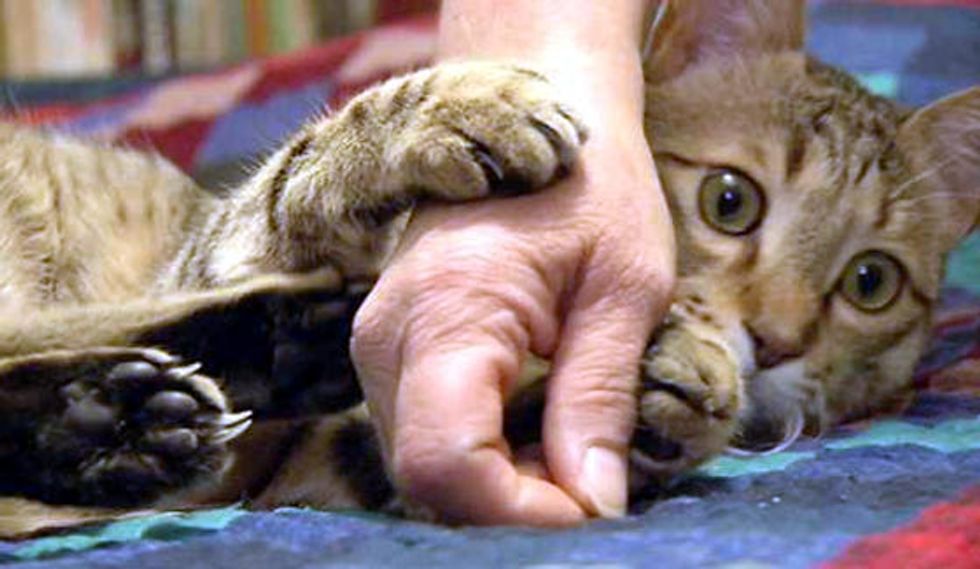 Soldier Saves Afghan Cat: 'He Was My Saving Grace' - Love Meow