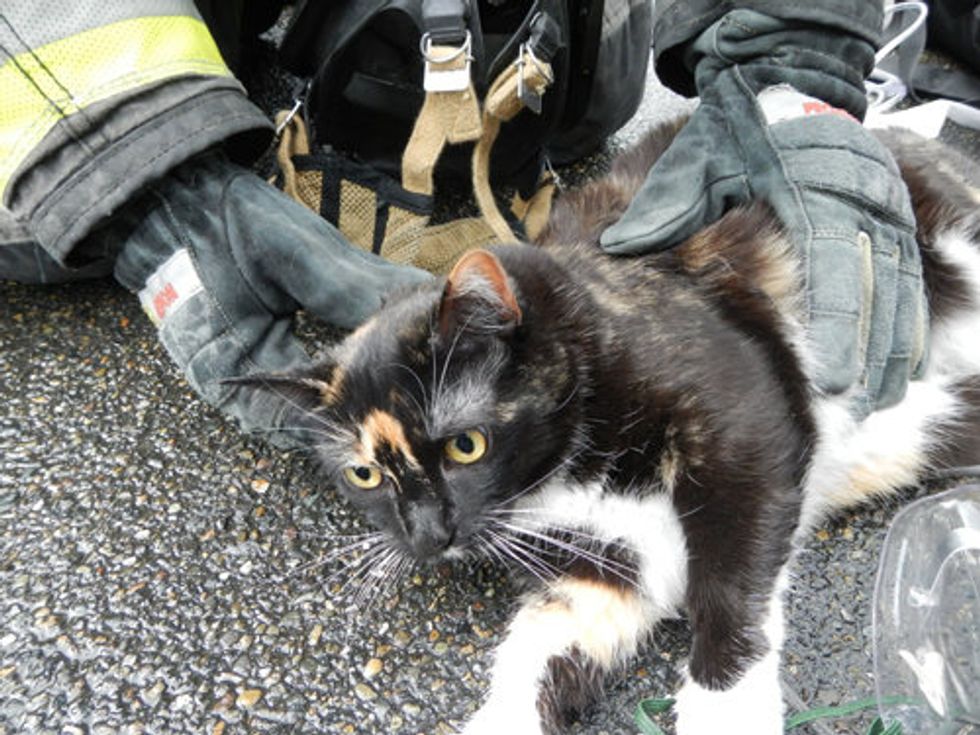 Seattle Firefighters Save and Revive Cat From Condo Complex Fire - Love ...