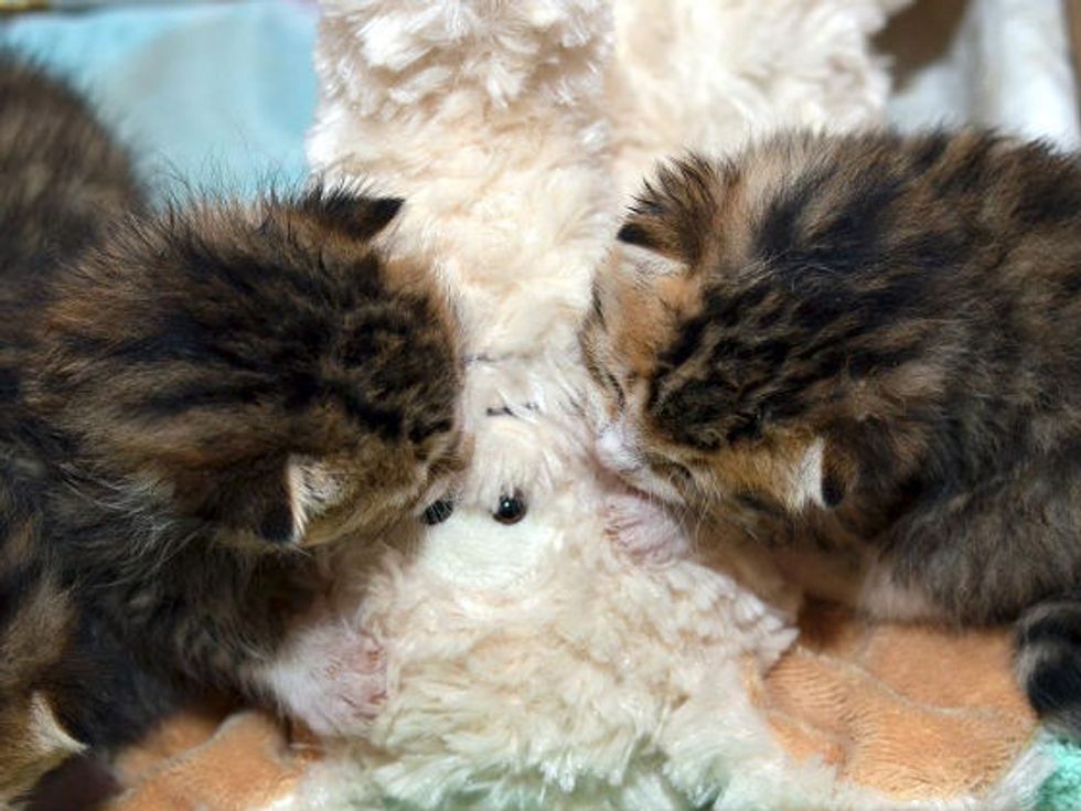 Three Tiny Tabby Kittens Find Safe Refuge - Love Meow