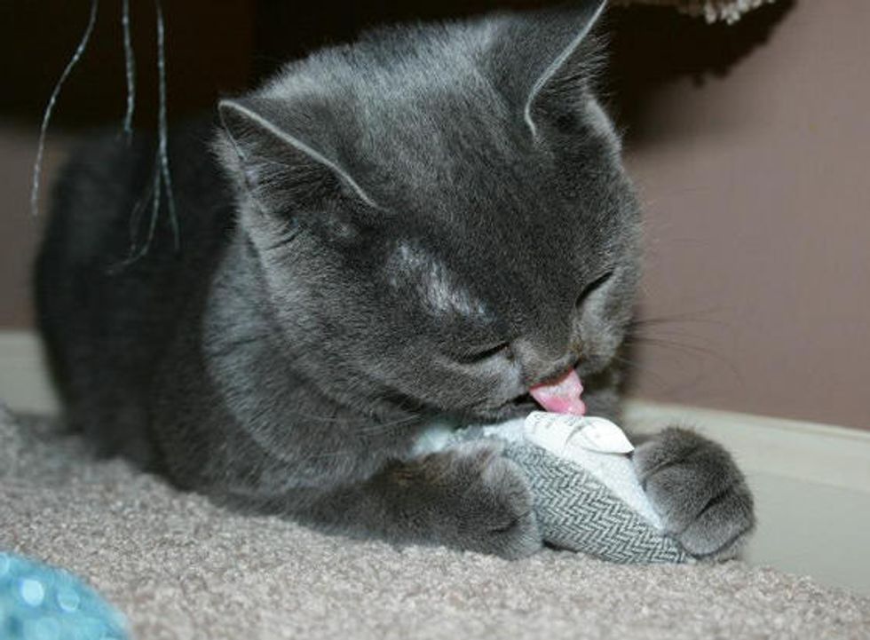 Kitty Born with Cleft Palate May Be A Therapy Cat - Love Meow