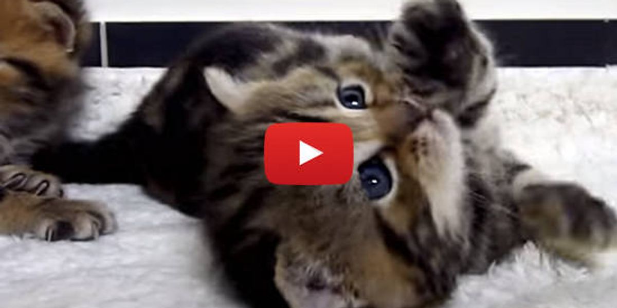 21 Cutest Kitten and Cat Stretching - Love Meow