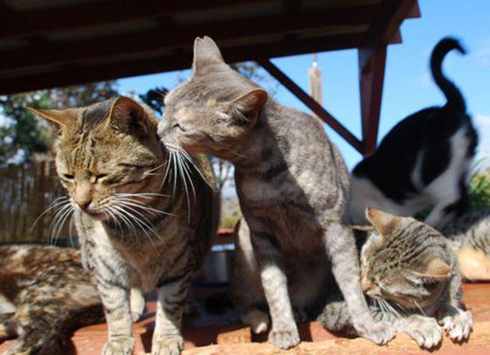 Happy Kitties at Cat Sanctuary in Hawaii - Love Meow