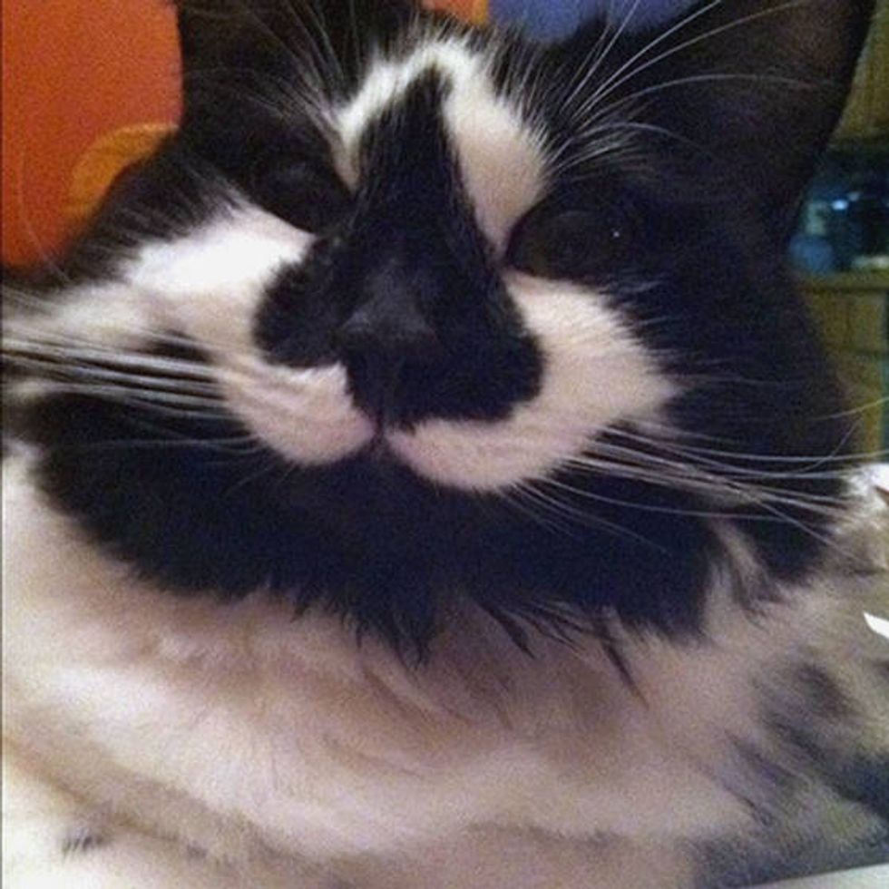 Very Happy Cat - Love Meow