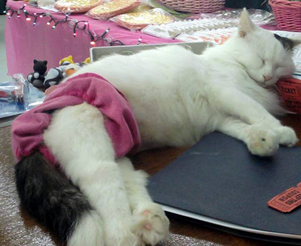 Smoochie Paraplegic Cat Doesn't Let Her Disability Define Her - Love Meow