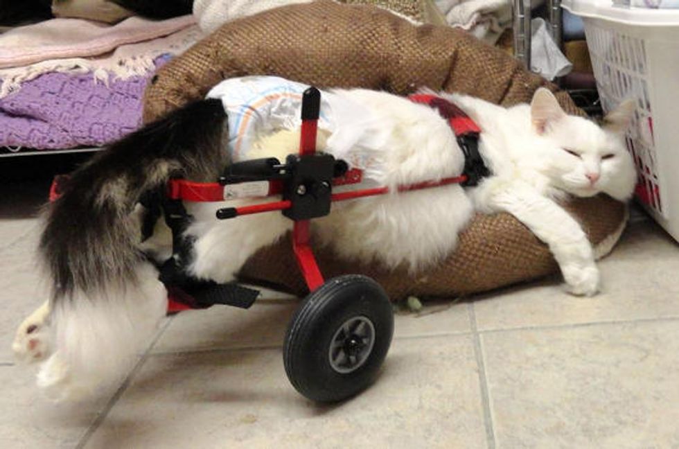 Smoochie Paraplegic Cat Doesn't Let Her Disability Define Her - Love Meow
