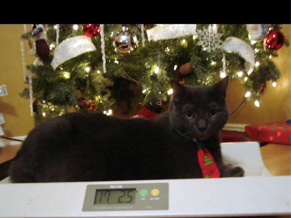 30 Lbs Cat's Amazing Weight Loss Journey - Love Meow