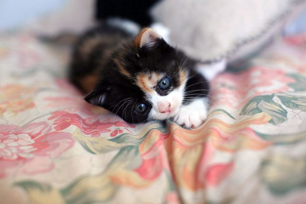 Three Fuzzy Calico Sisters - Love Meow