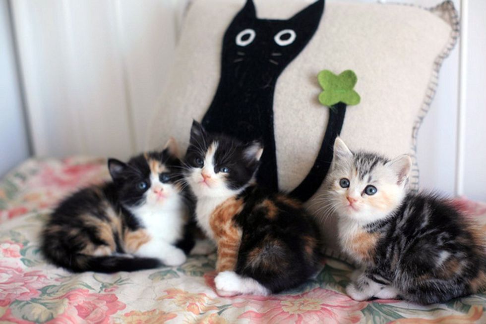 Three Fuzzy Calico Sisters - Love Meow