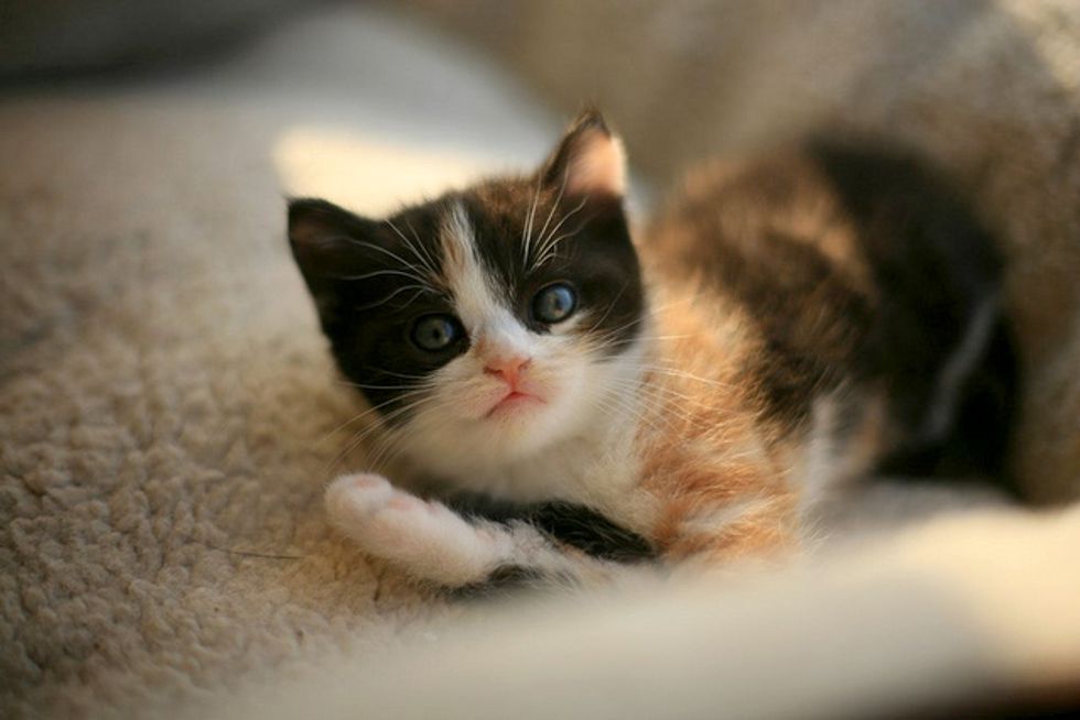 Three Fuzzy Calico Sisters - Love Meow