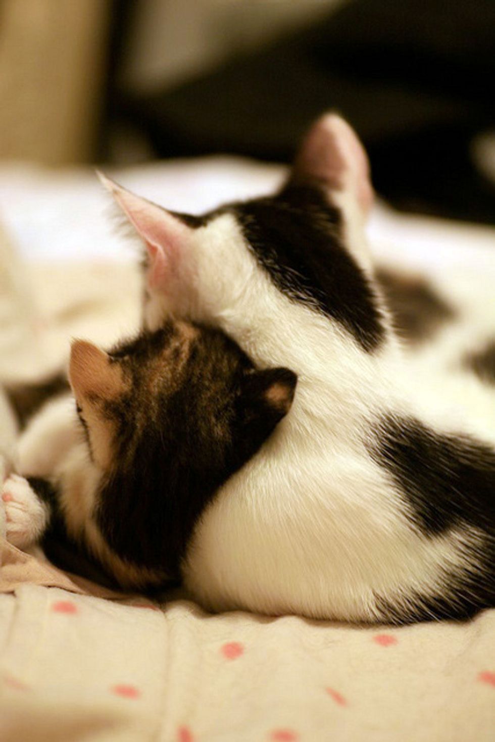 Three Fuzzy Calico Sisters - Love Meow