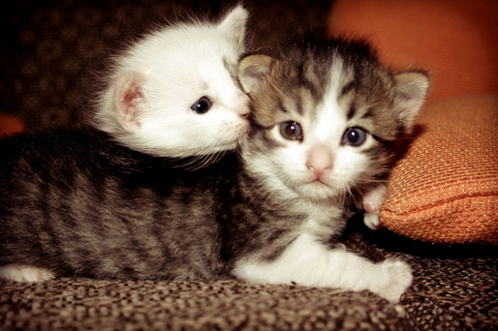 Whispering Kitties - Love Meow