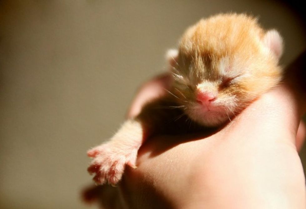 Nimbus the Kitty: from Kitten to Cat - Love Meow