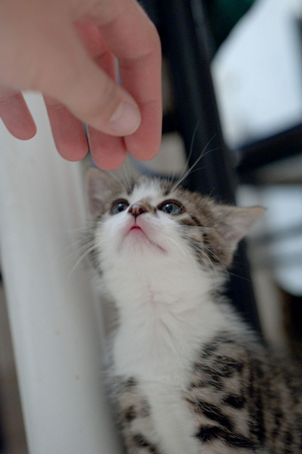 Two Little Fuzzballs, Two Different Purrsonalities - Love Meow