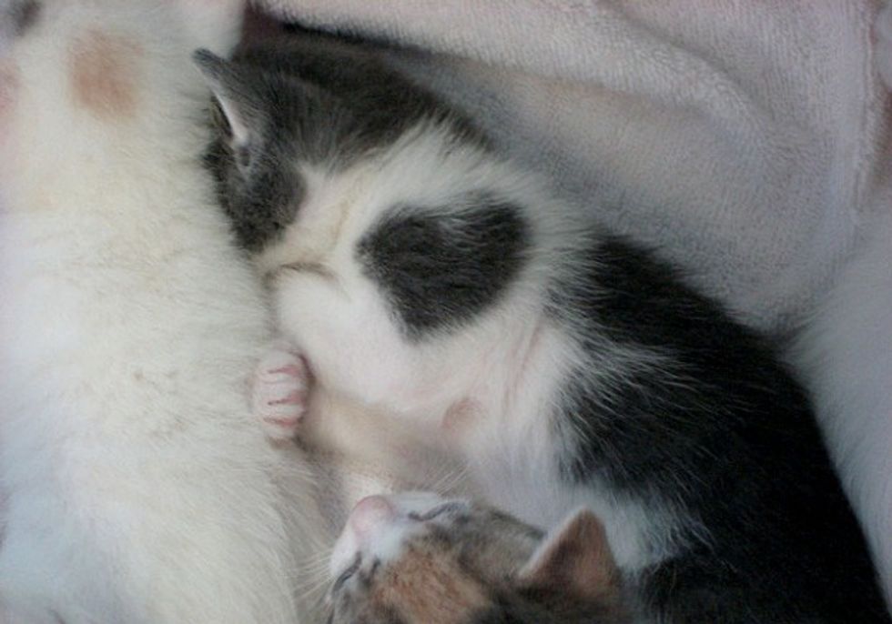 Little Valentine the Kitten Who Wears a Heart - Love Meow