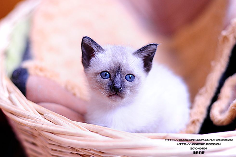 Story of a Siamese Kitty, Li - Love Meow