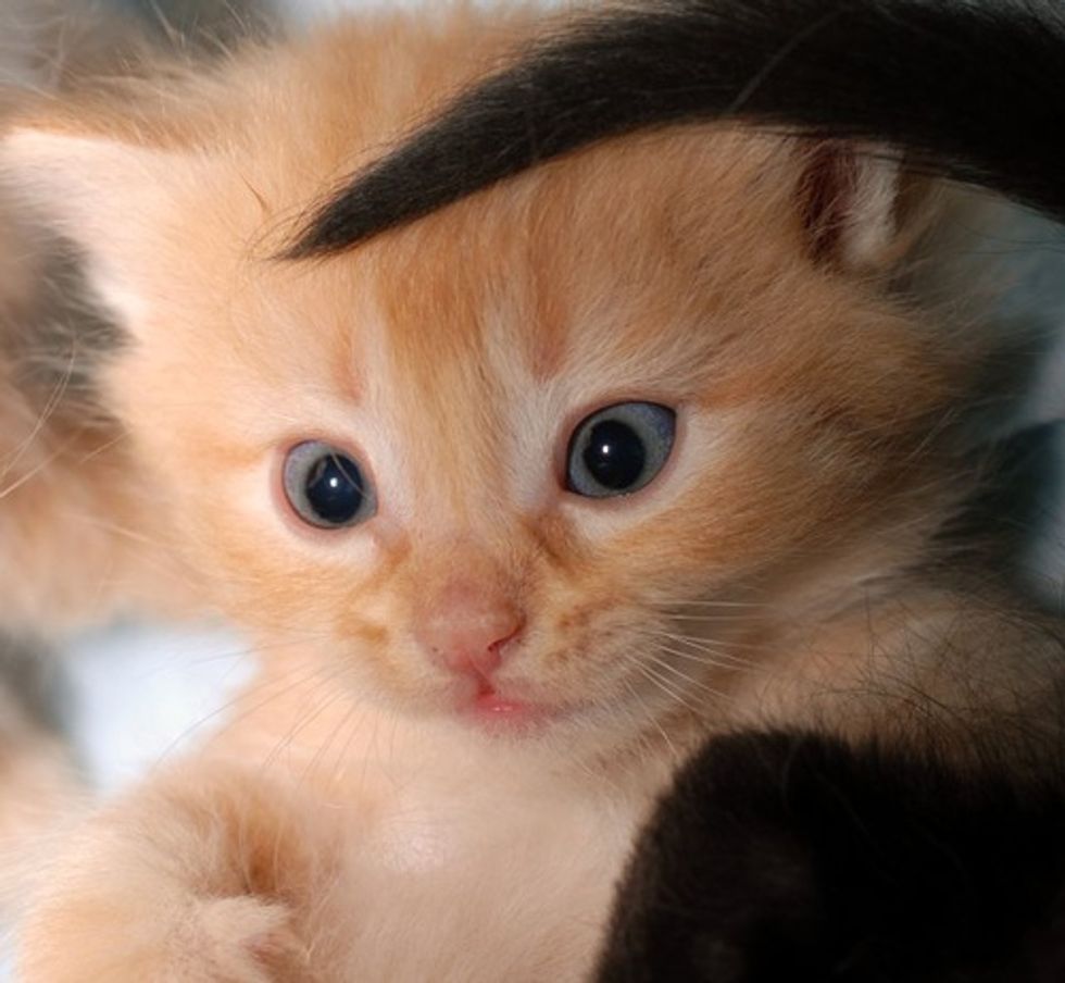 Expressive Ginger Kittens - Love Meow