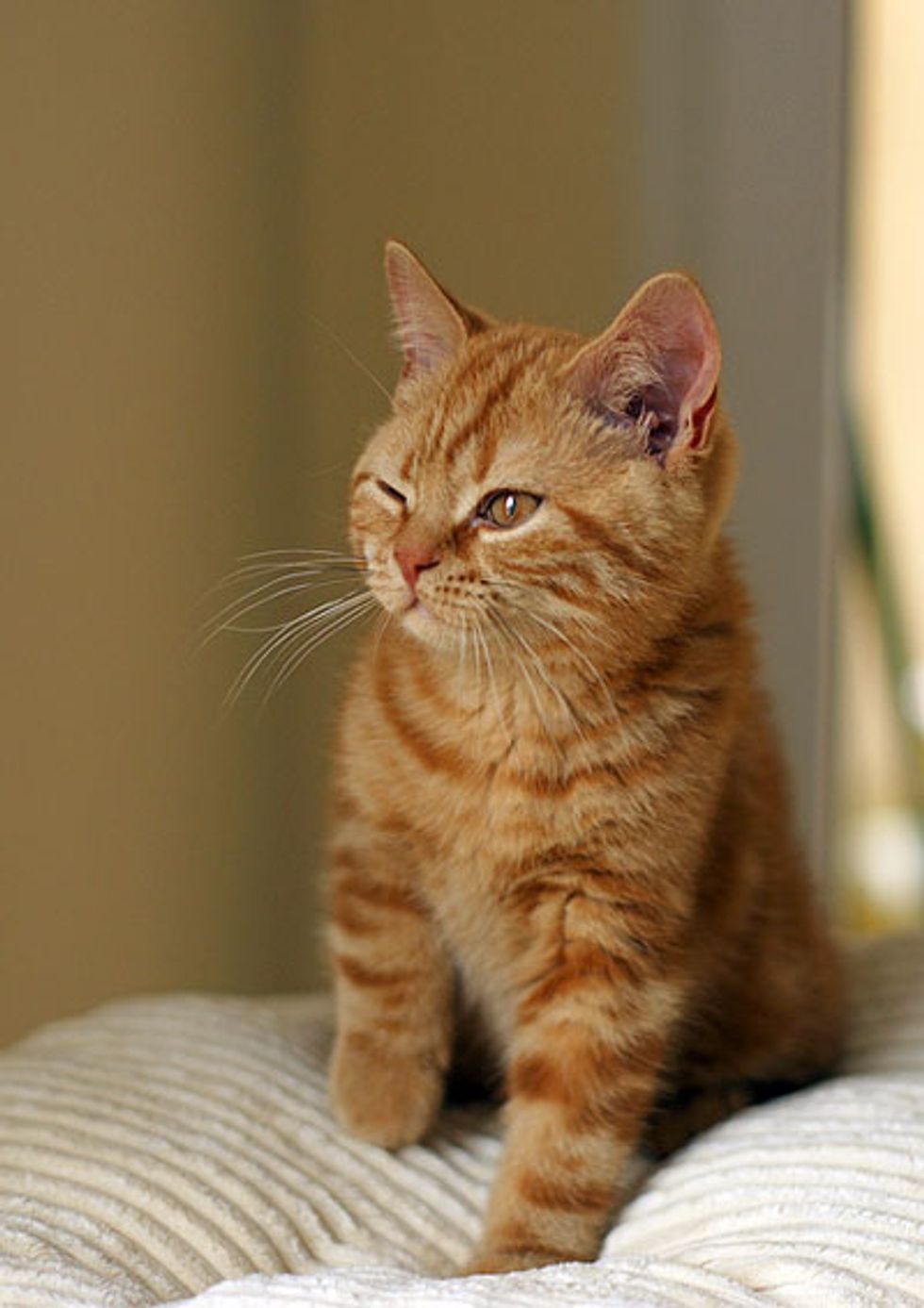 Dexter the Ginger Kitty Turns Man into Cat Lover - Love Meow