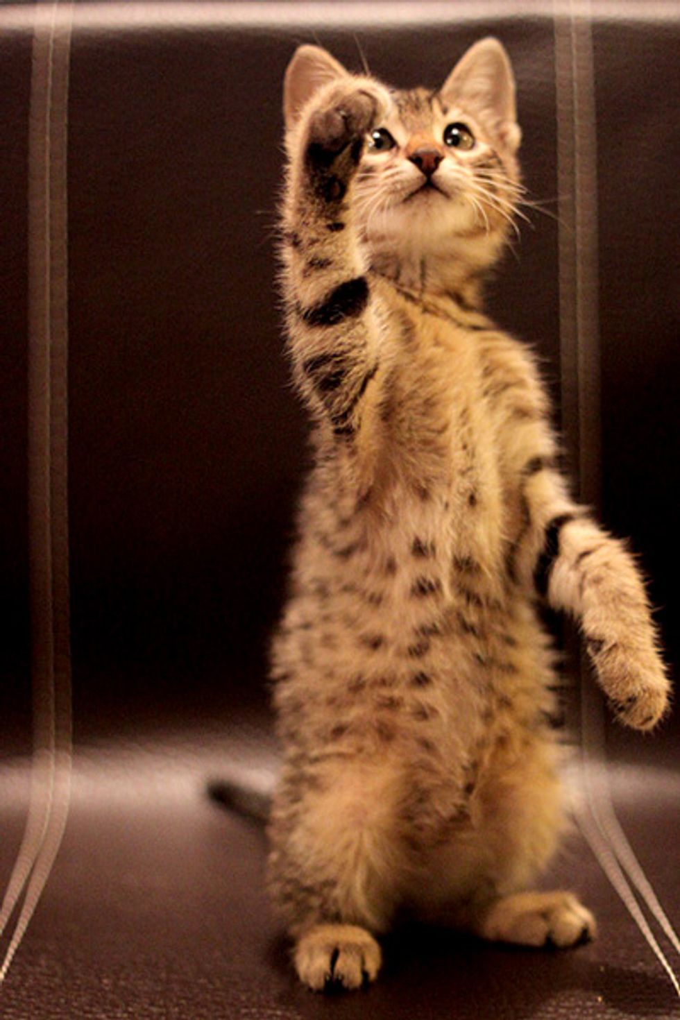 Bastet the Little Tabby Star - Love Meow