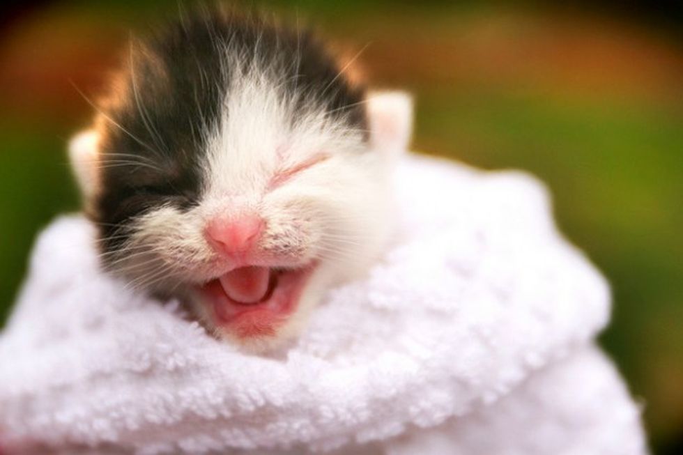 Sweet Calico Kitty - Love Meow