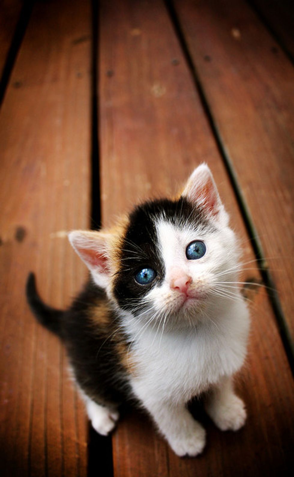 Sweet Calico Kitty - Love Meow