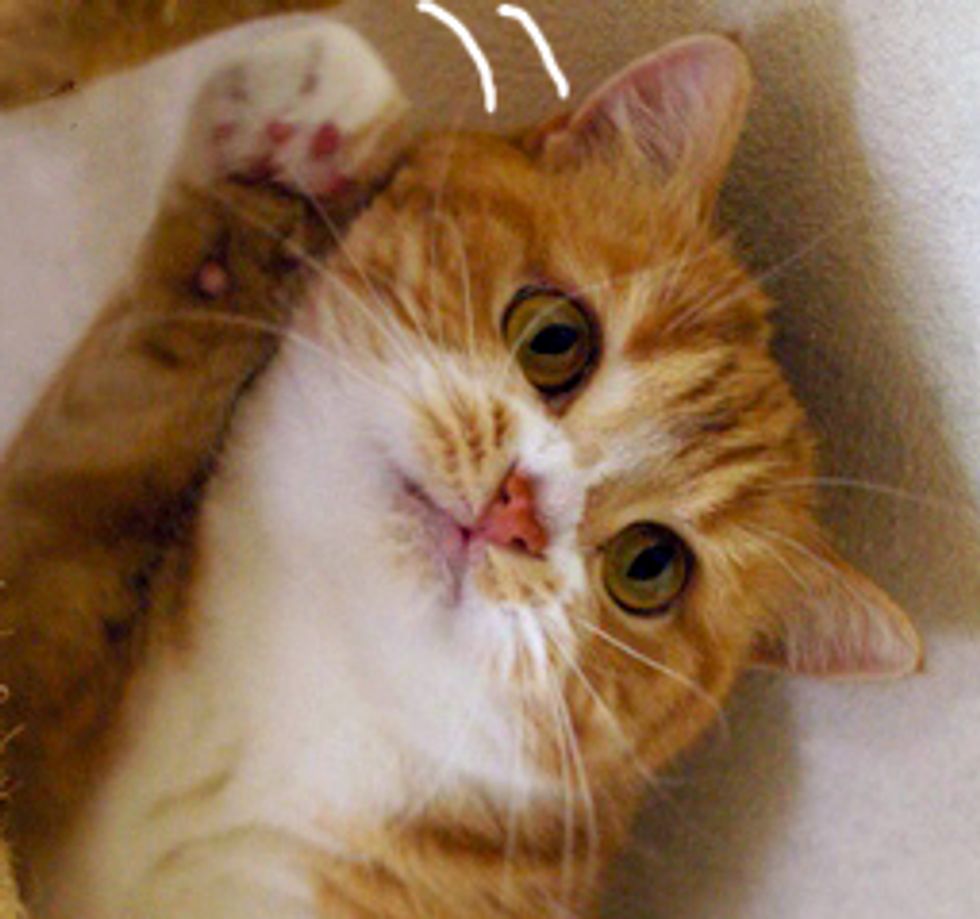 Pupu the Ginger Kitty, Little Role Model in Her Family - Love Meow