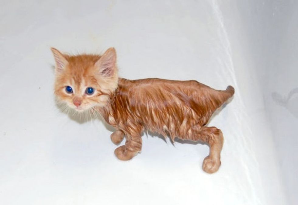 Little Ginger Kitten's First Bath - Love Meow