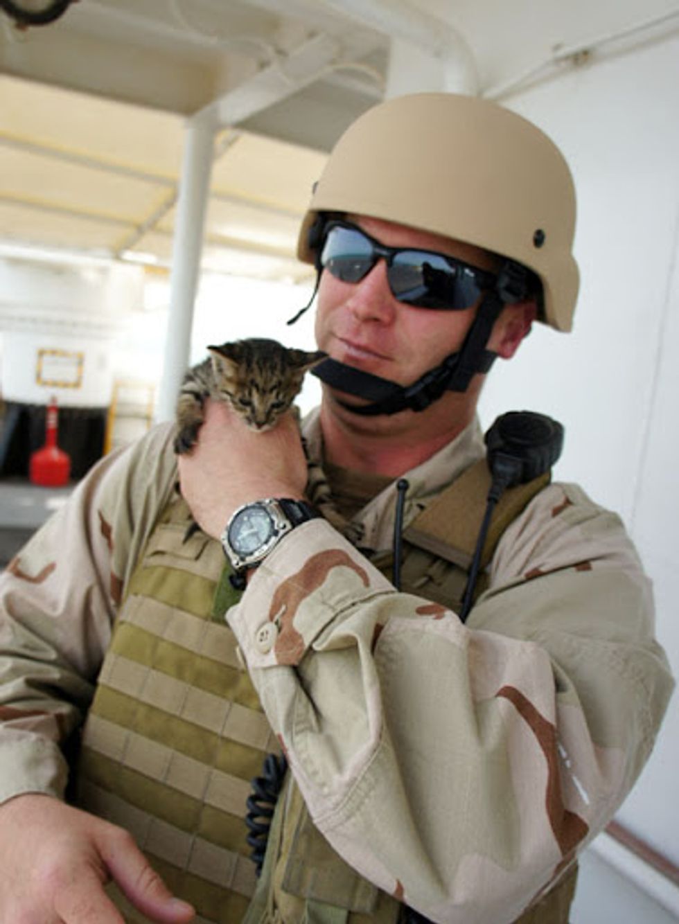 Navy Sailors Bonded with 3 Stowaway Kittens - Love Meow