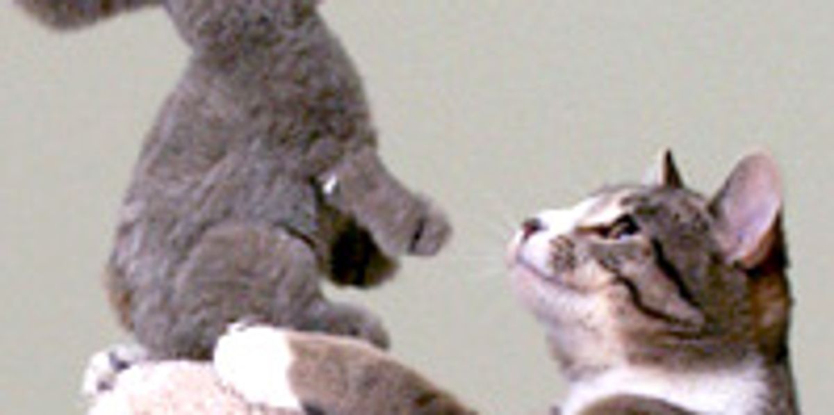 Ozzy the Cat and Her Tolerant Bunny - Love Meow