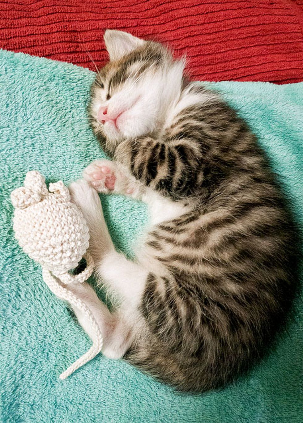 Little Companion - Love Meow