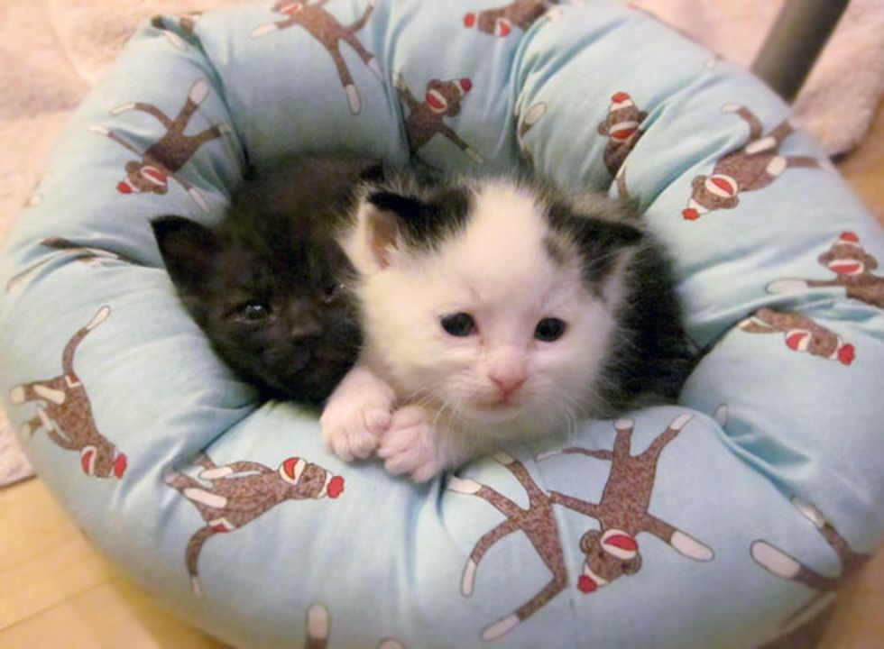Irresistible Little Cow Kitty - Love Meow