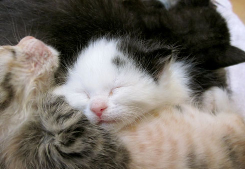 Irresistible Little Cow Kitty - Love Meow