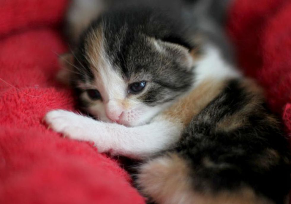 Itty Bitty Calico, Bundle of Joy - Love Meow