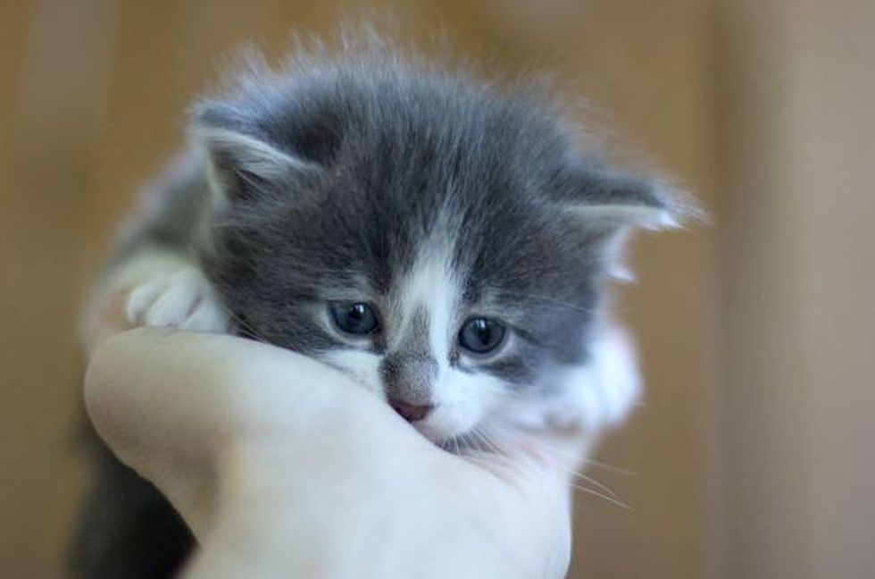 Adagio the Adorable Big Foot Kitty - Love Meow